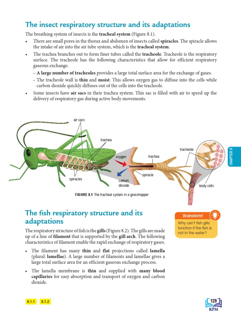 Insect & Fish Respiratory Adaptations | PDF | Respiratory System | Gill