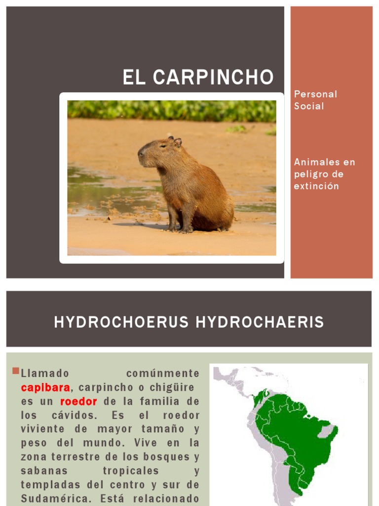 Características del Carpincho en Peligro | PDF | Ciencia y matemáticas ...