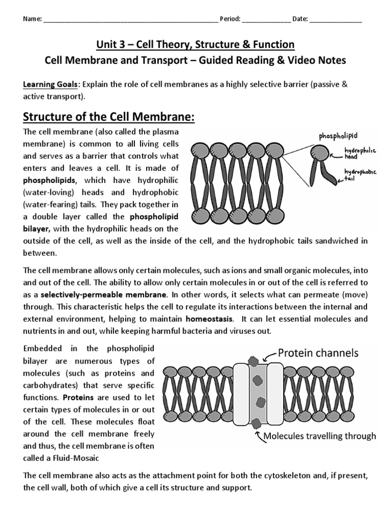 Cell Membrane: Transport Mechanisms Explained | PDF | Cell Membrane ...