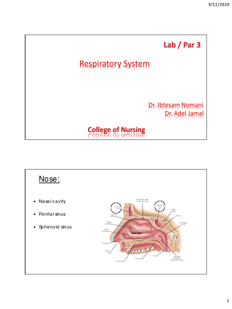 Respiratory System Practical Lecture Students | PDF | Respiratory Tract ...
