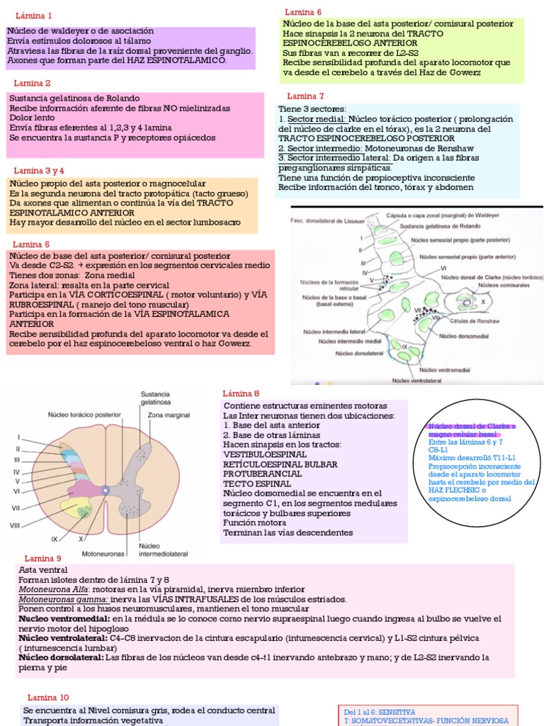Laminación de Rexed | PDF | Médula espinal | Cerebelo