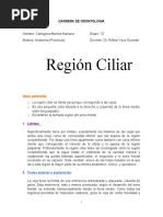 1 Region Superciliar | PDF | Cráneo | Anatomía humana