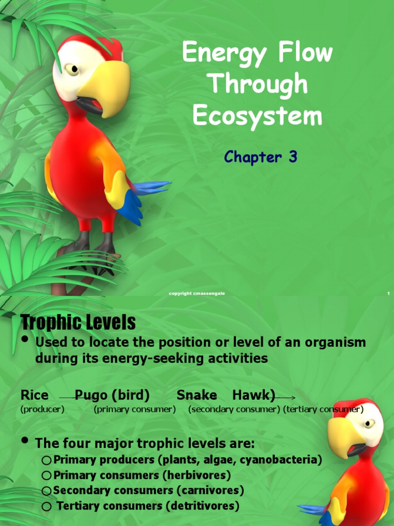 Chapter 3 Energy Flow in An Ecosystem | PDF | Photosynthesis | Food Web