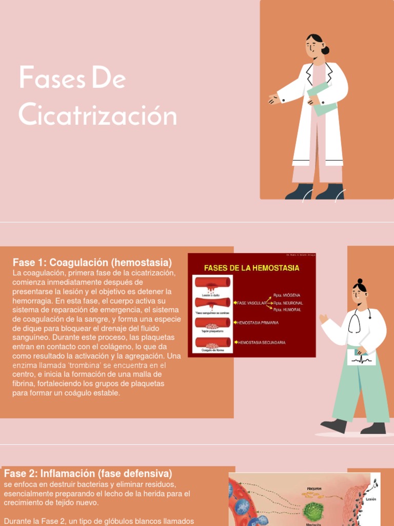 Fases de Cicatrización | PDF | Cicatrización de la herida | Coagulación