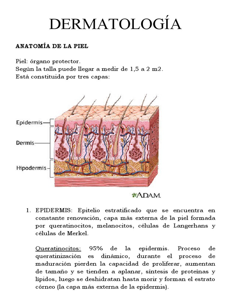 Dermatología Pdf Epidermis Piel