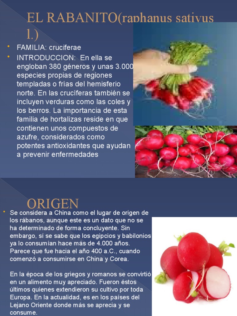 RABANITO | PDF | Plantas | Botánica