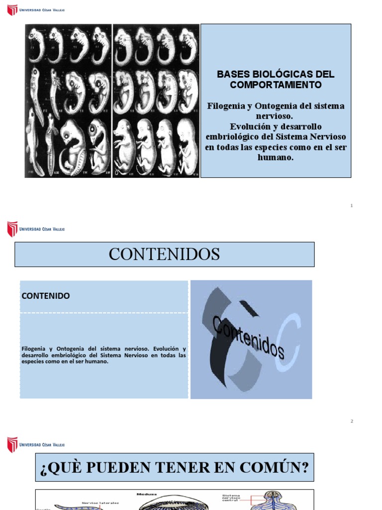 Filogenia y Ontogenia del Sistema Nervioso | PDF | Médula espinal | Cerebro