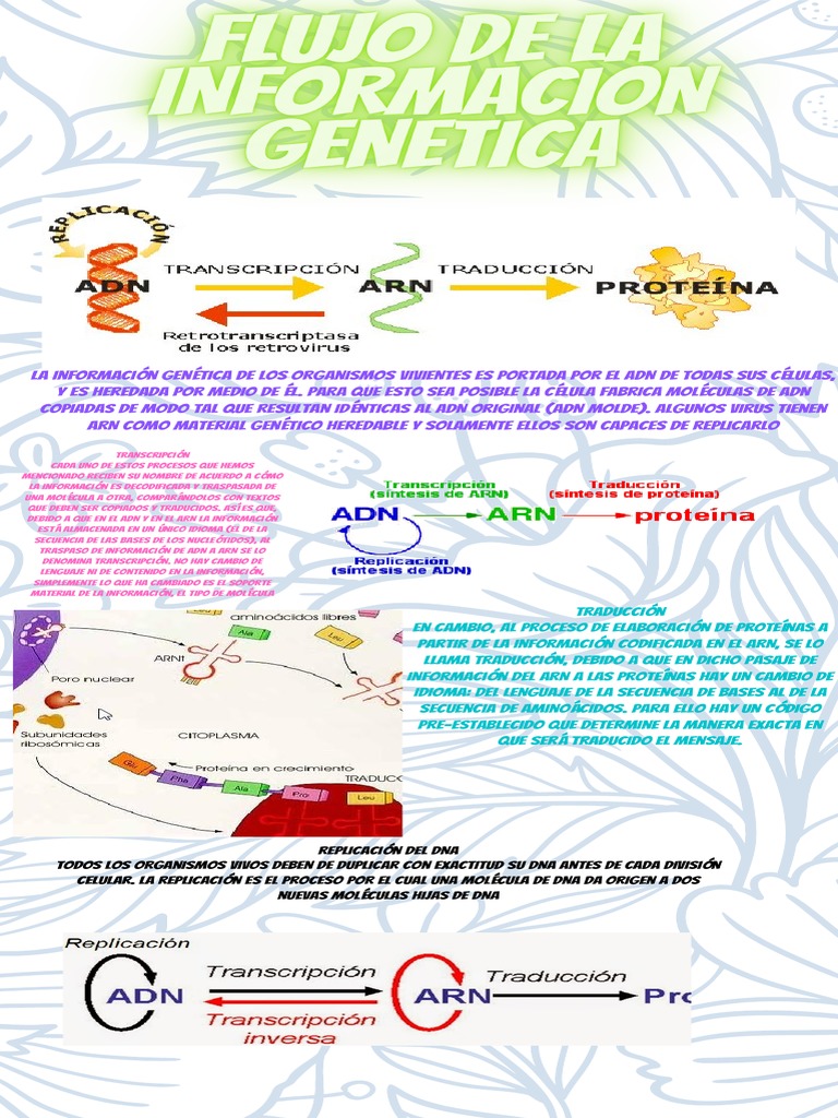 Flujo de La Informacion Genetica | PDF