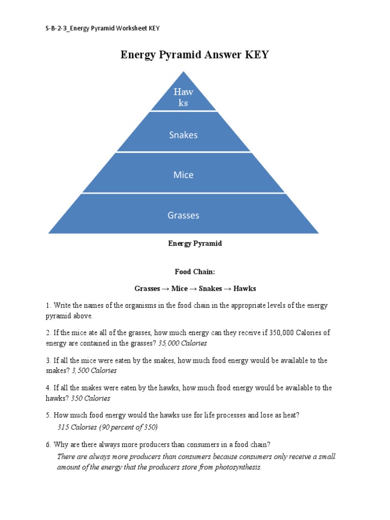 Energy Pyramid Worksheet Answer Key | PDF | Science & Mathematics