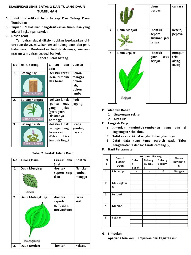 Klasifikasi Tumbuhan Berdasarkan Daun | PDF