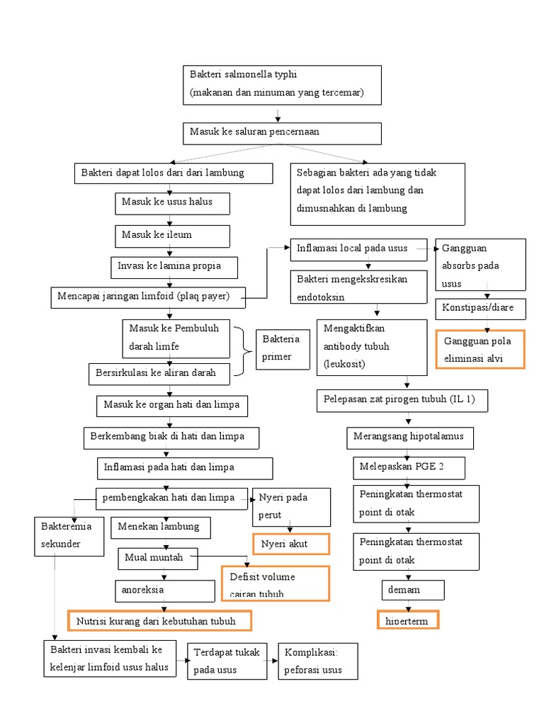 Woc Thypoid Dea | PDF