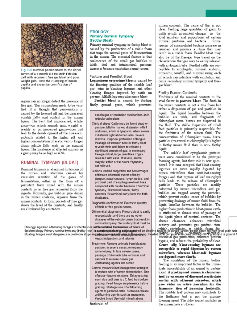 Etiology: Primary Ruminal Tympany (Frothy Bloat) | PDF | Cattle | Alfalfa