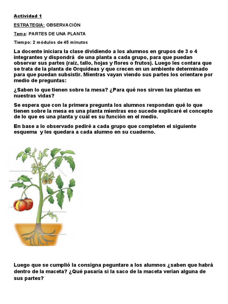 'Secuencia Naturales' 2° Grado | PDF | Flores | Fruta