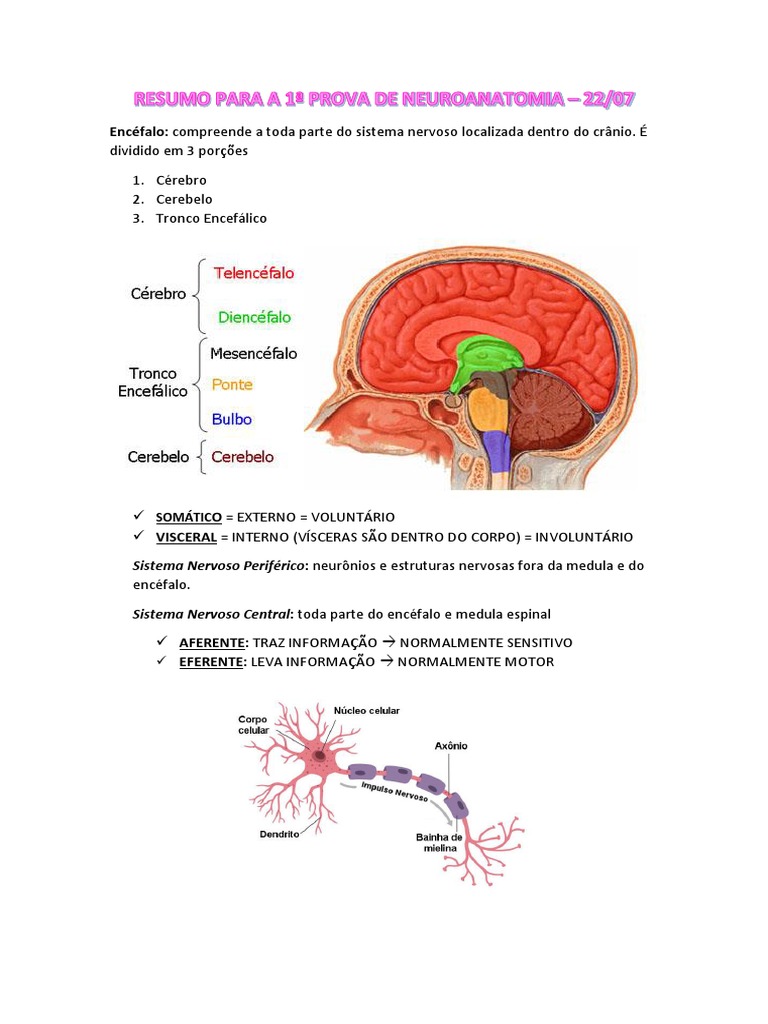 Resumo Neuroanatomia Pdf Nervo Hipotálamo