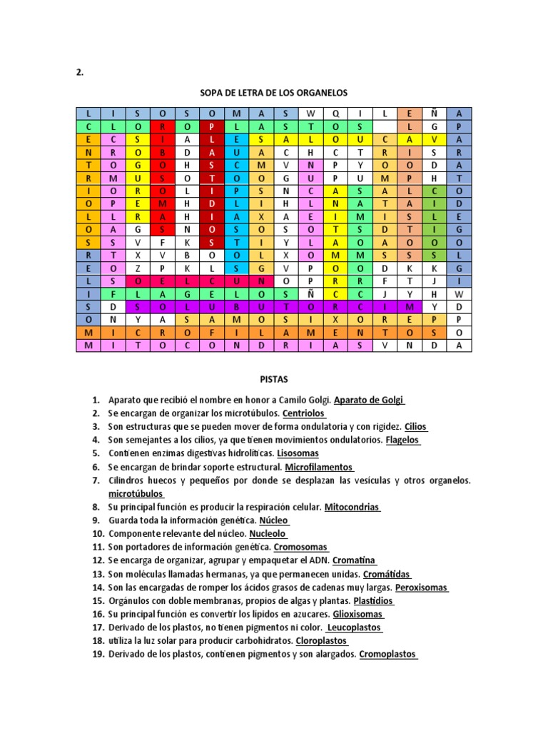 Sopa de Letra de Los Organelos | PDF | Biología Molecular | Anatomía