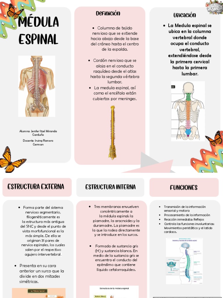 Triptico Medula Espinal | PDF | Médula espinal | Sistema nervioso central
