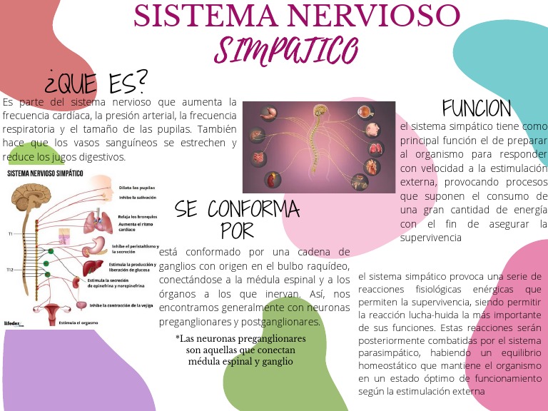 Sistema Nervioso Simpatico | PDF | Biología | Fisiología