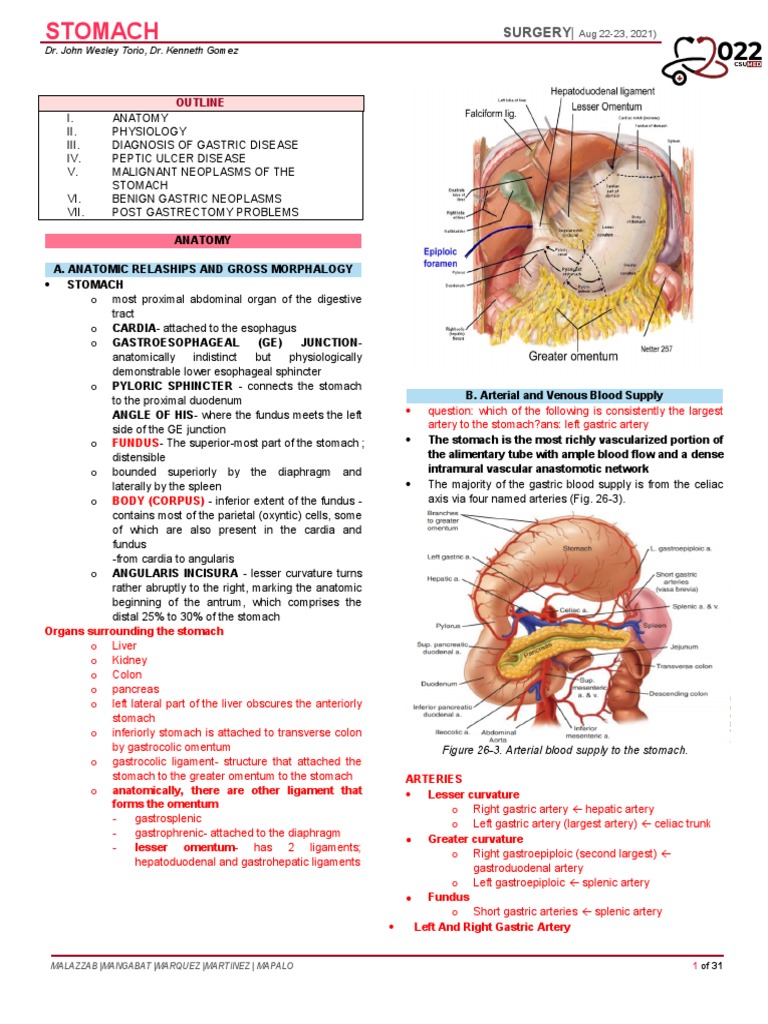 Lecture Stomach | PDF | Stomach | Vagus Nerve