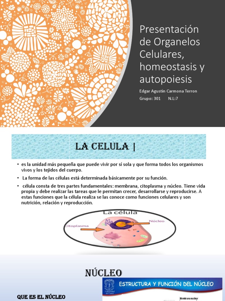 Presentación de Organelos Celulares, Homeostasis y Autopoiesis | PDF | Retículo endoplásmico ...