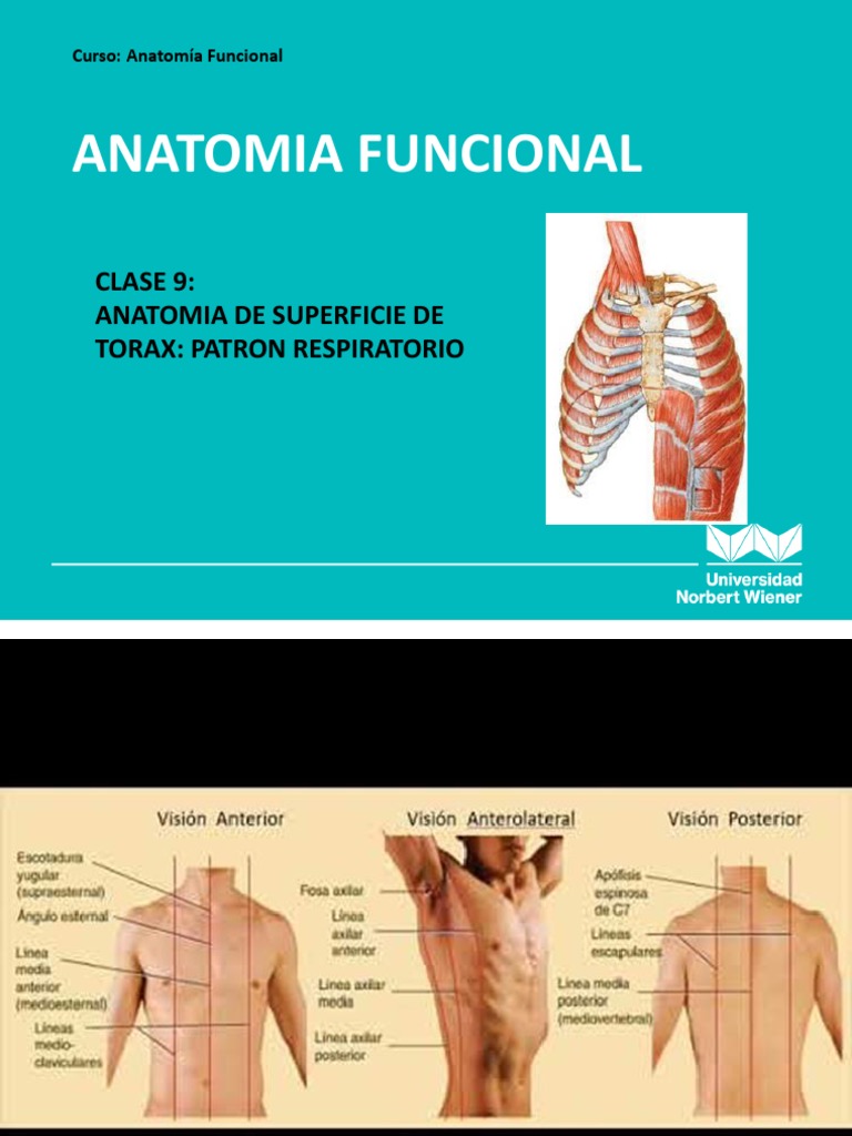Clase N 9 Anatomia de Torax | PDF | Tórax | Articulación
