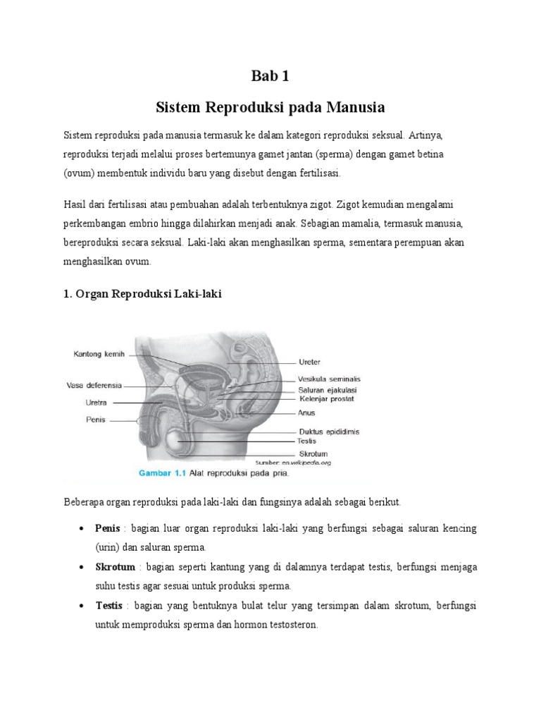 Sistem Reproduksi | PDF