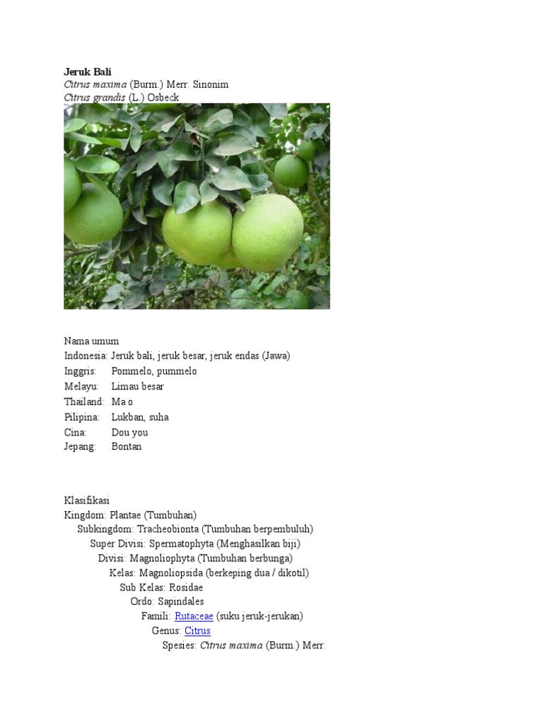 Jeruk Bali | PDF