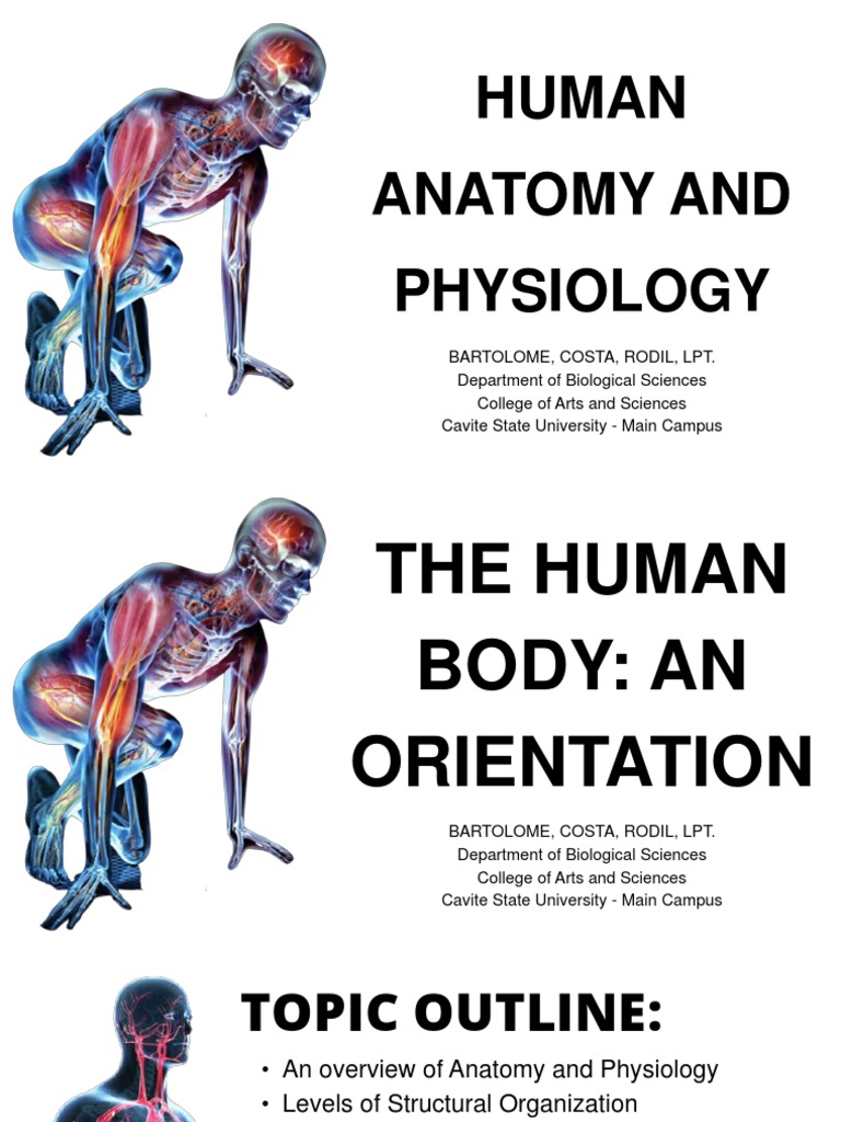 The Human Body (An Orientation) | PDF | Human Body | Tissue (Biology)