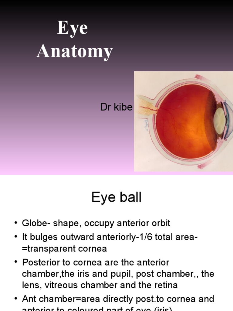 Eye - Anatomy Gross | PDF | Cornea | Human Eye