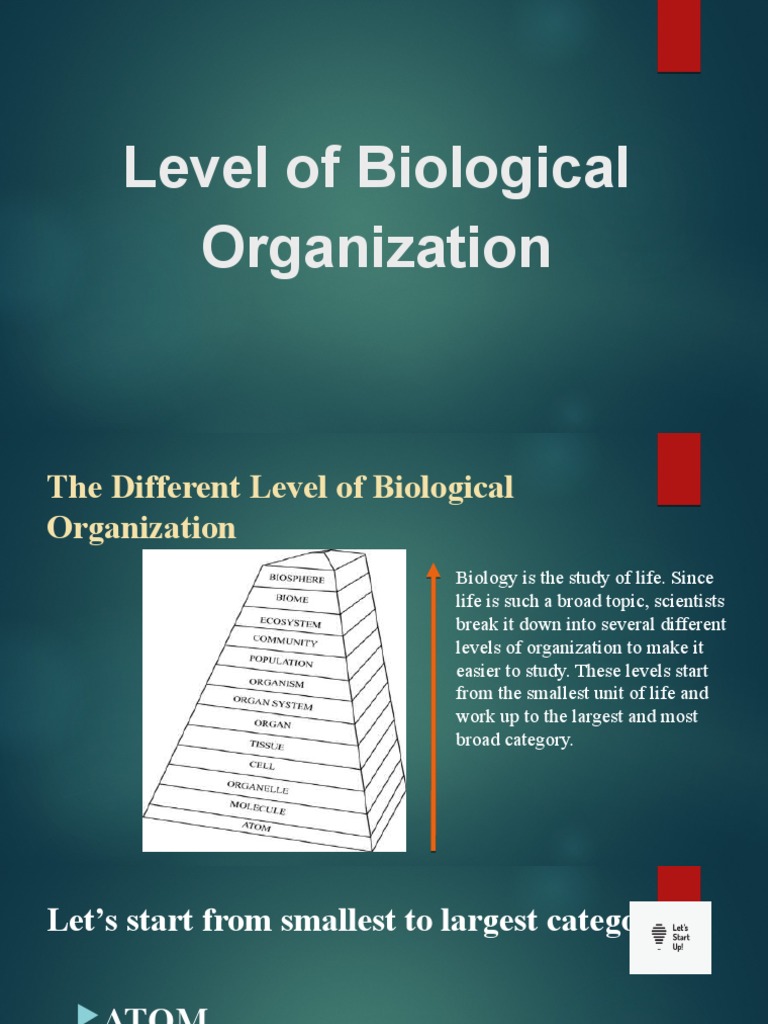 Level of Biological Organization | PDF | Cell (Biology) | Molecules
