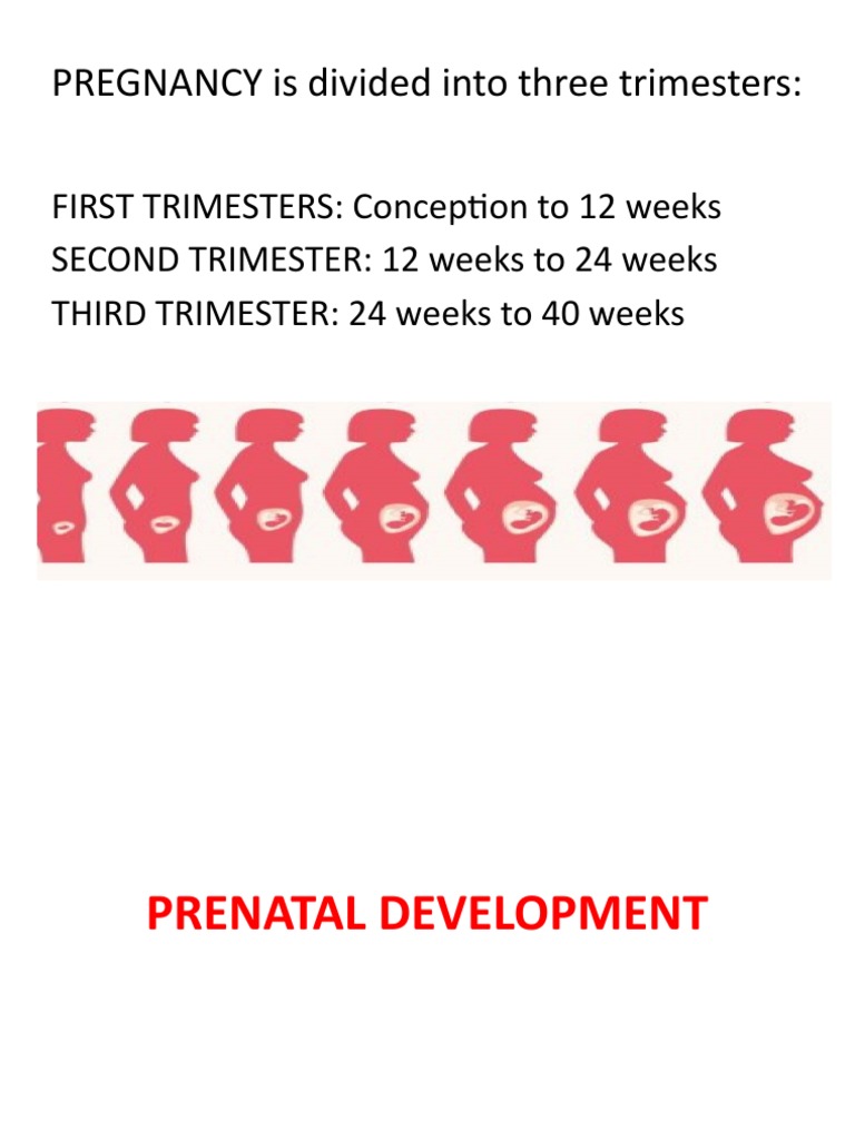 PREGNANCY Is Divided Into Three Trimesters | PDF | Prenatal Development ...