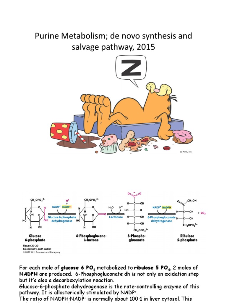 Purine Metabolism de Novo Synthesis and Salvage Pathway, 2015 | PDF ...