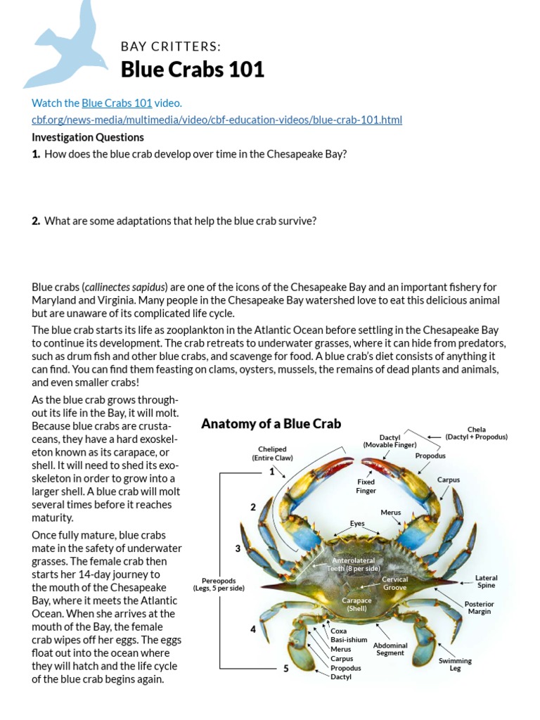 Blue Crabs: Life Cycle and Anatomy | PDF | Crab | Zoology