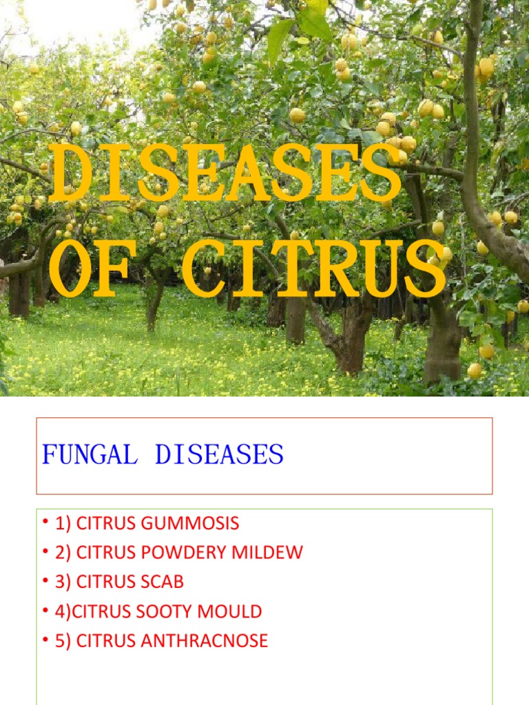 Citrus Diseases | PDF | Horticulture And Gardening | Branches Of Botany