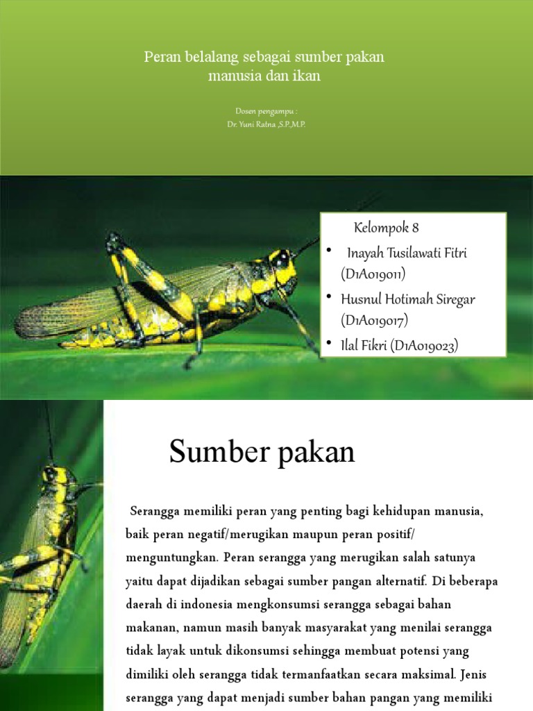 Presentation1 HUSNUL | PDF