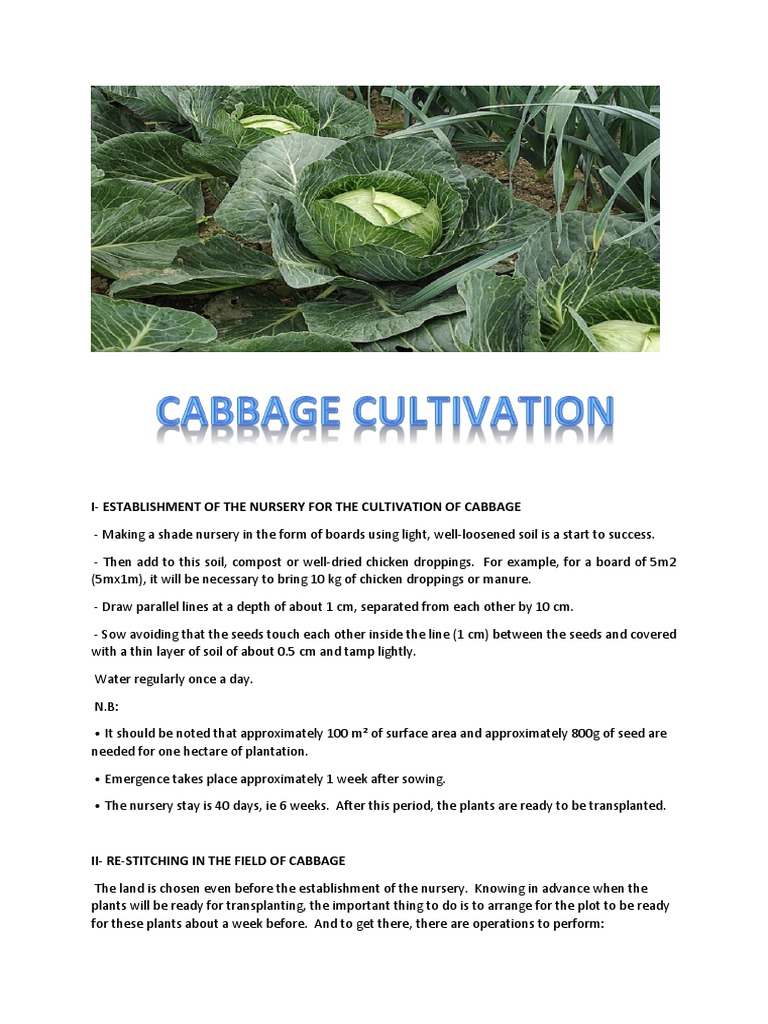 Cultivation Plan for One Hectare of Cabbage Outlining Establishment ...