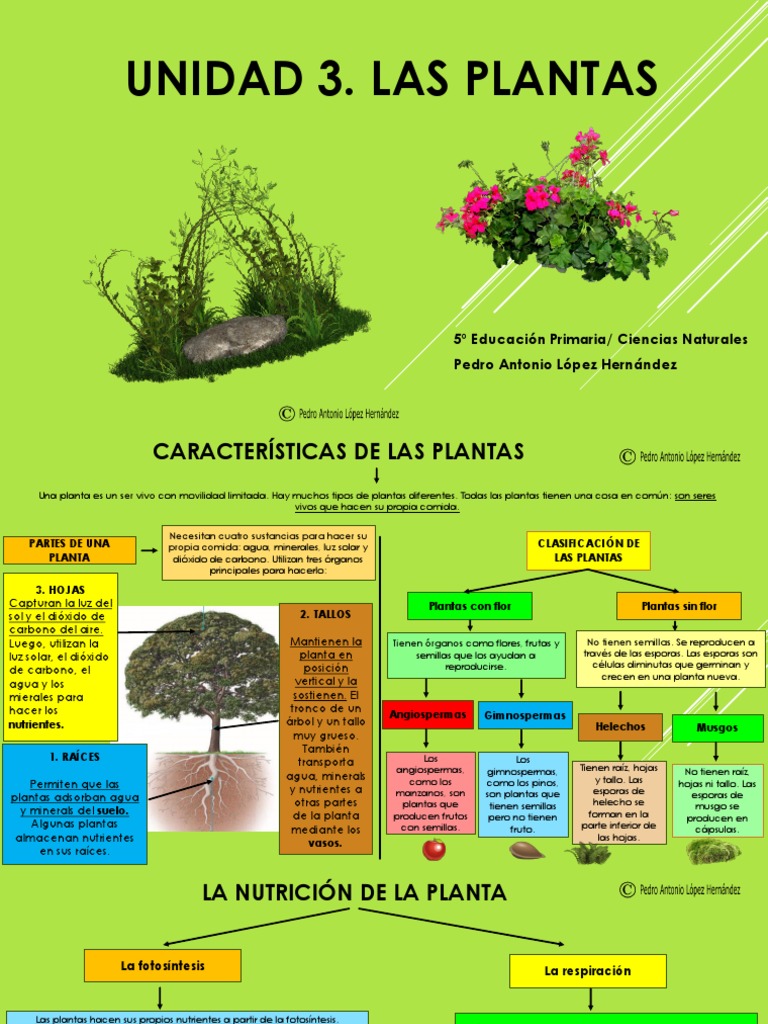 Unidad 3. Las Plantas | PDF | Flores | Plantas