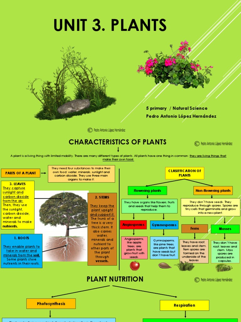 Unit 3. Plants: 5 Primary / Natural Science Pedro Antonio López ...
