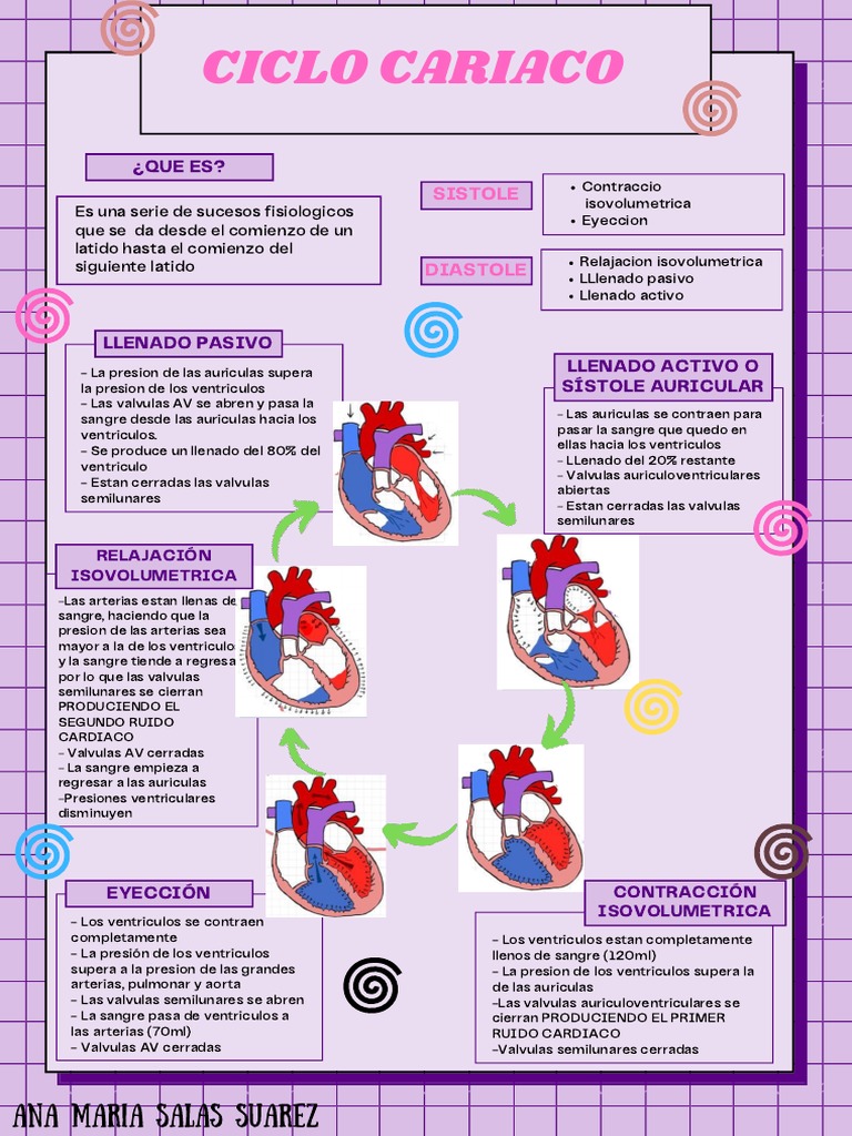 El ciclo cardíaco: las etapas del latido del corazón | PDF | Ventrículo ...