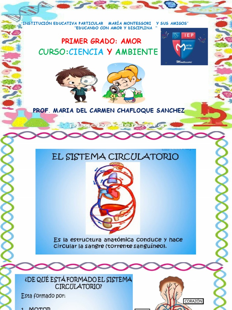 Sistema Circulatorio | PDF