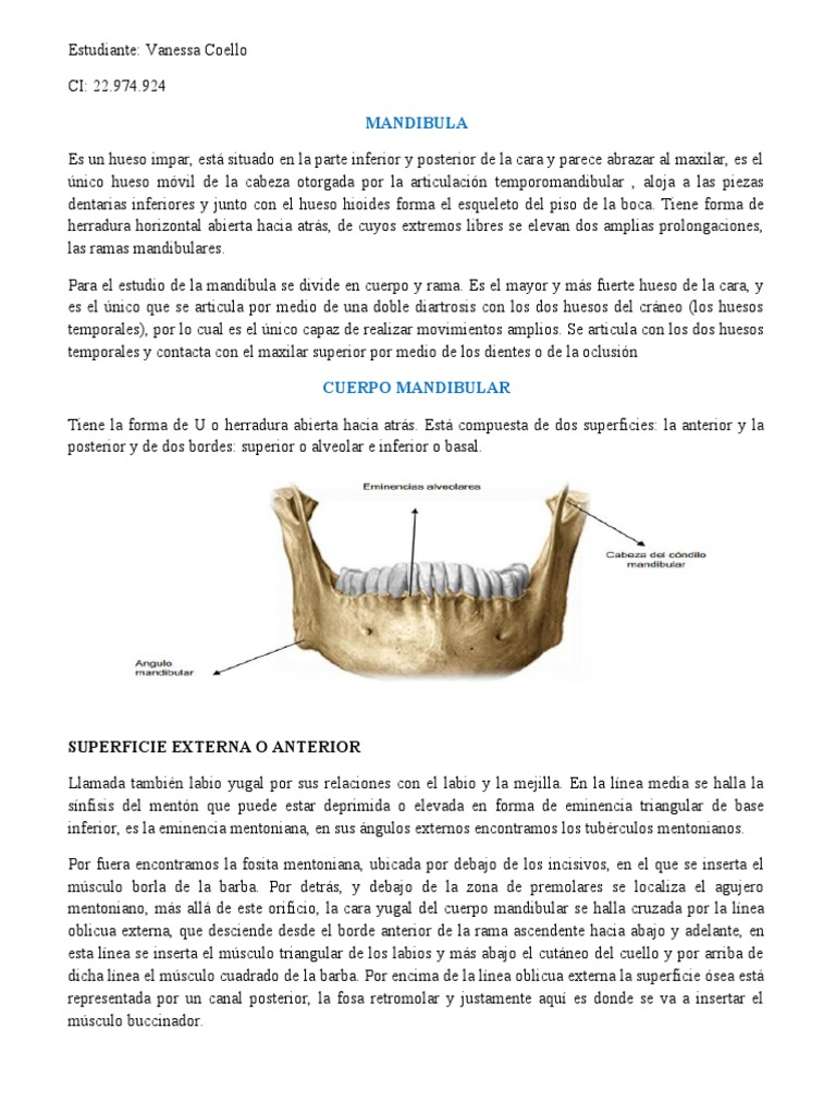 Anatomia Descript Mandibula | PDF | Sistema musculoesquelético | Anatomía
