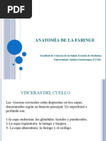 Capa Alimentaria de Las Vísceras Cervicales - Faringe y Esófago | PDF ...