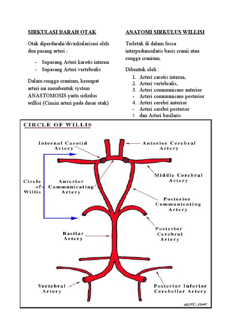 Sirkulasi Darah Otak Dan Sirkulus Willisi | PDF