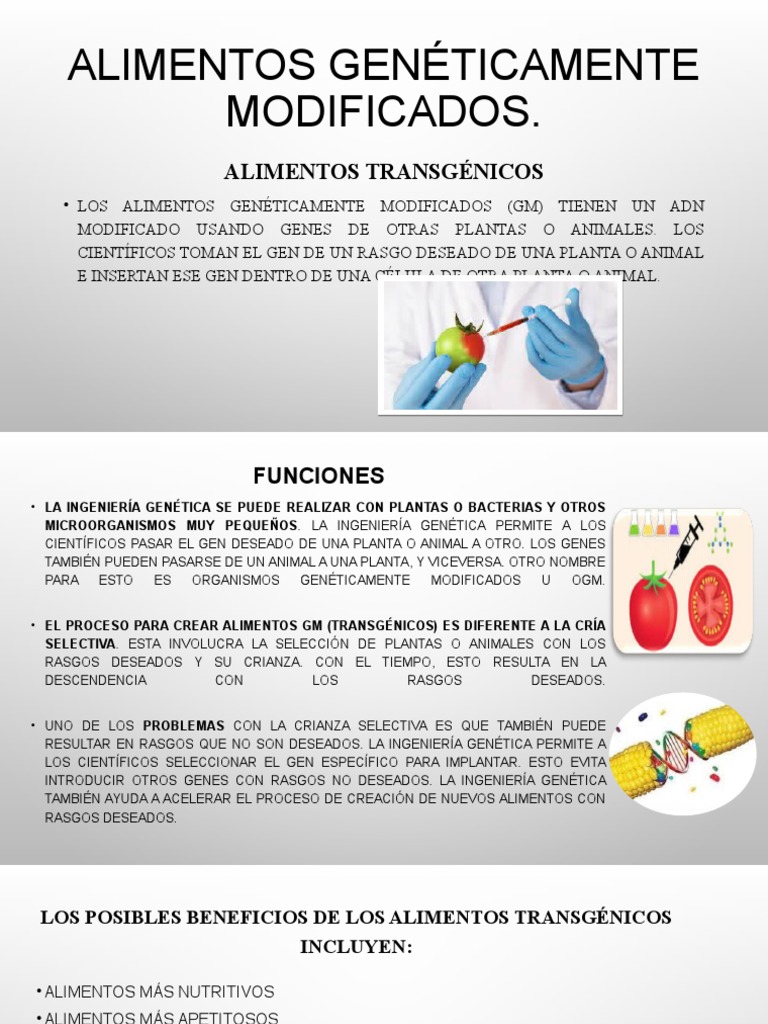 Alimentos Modificados Geneticamente | PDF | Organismo genéticamente ...