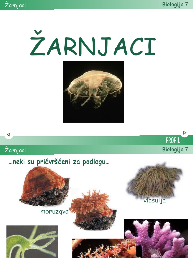 Dupljari (Žarnjaci) | PDF