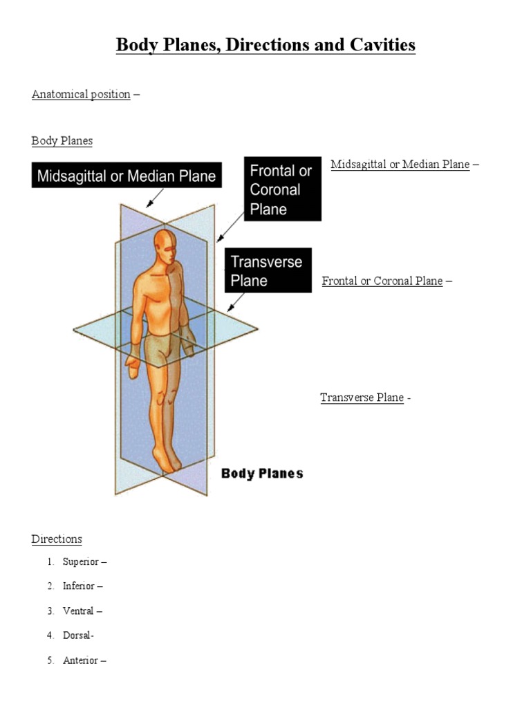 Body Planes, Directions and Cavities: Anatomical Position | PDF