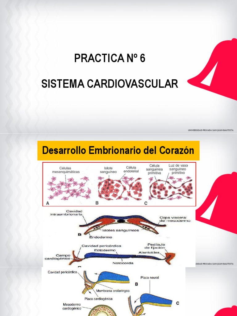 Clase 6 - Practica - Embrio Corazon Sist. Arterial | PDF