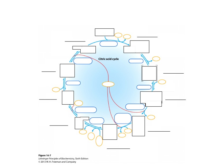 Citric Acid Cycle Fill in The Blank | PDF