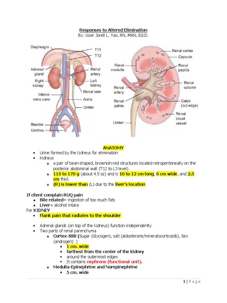 Nephrons (Functional Unit) | PDF | Dialysis | Chronic Kidney Disease