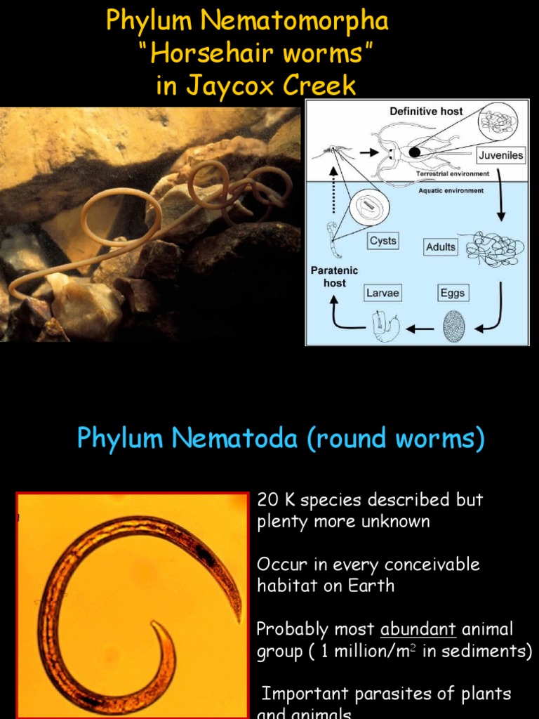 Nematodes | PDF | Nematode | Biology
