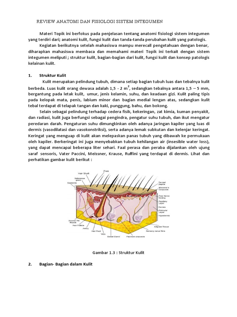 Review Anfis Sistem Integumen | PDF